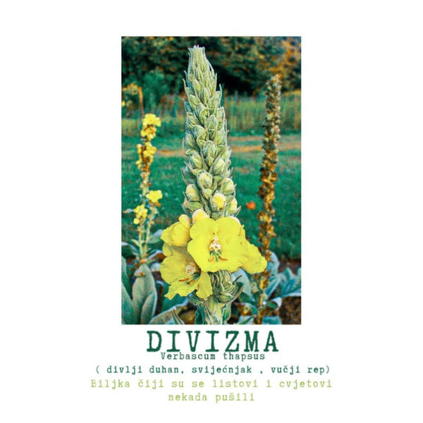 What is mullein? - Herbie